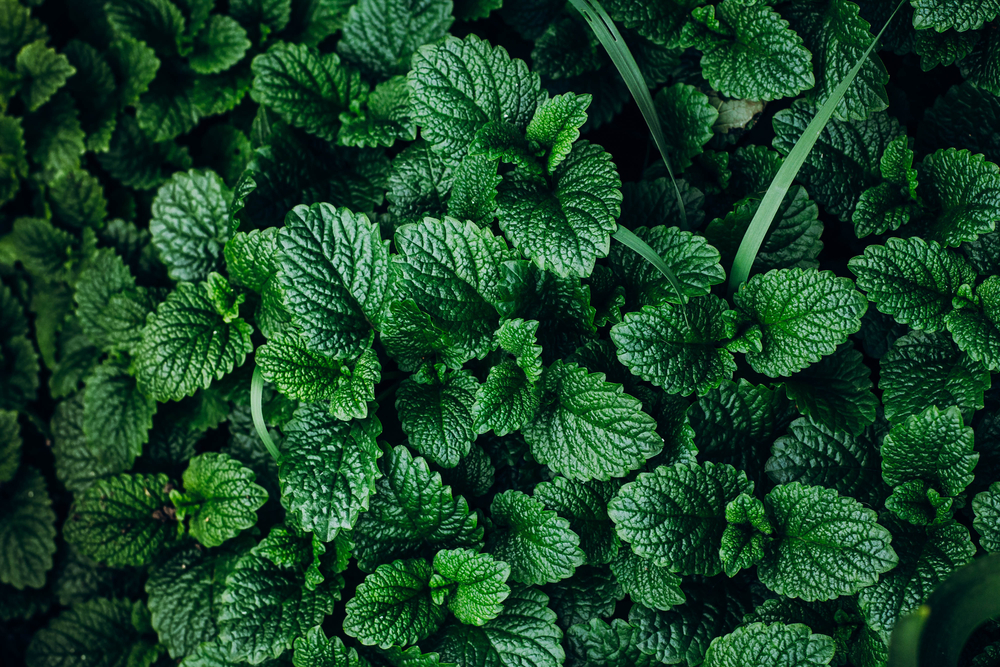 Menta: beneficii, proprietati, contraindicatii | MedLife