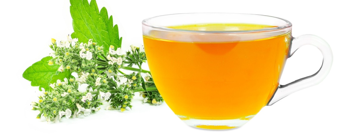 Catusnica: beneficii, proprietati, utilizari | MedLife