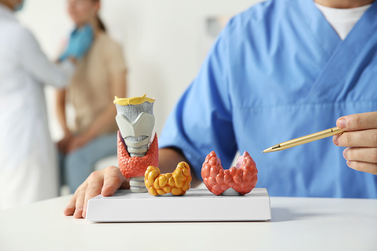 Sistemul endocrin: ce trebuie sa stii despre glandele endocrine | MedLife