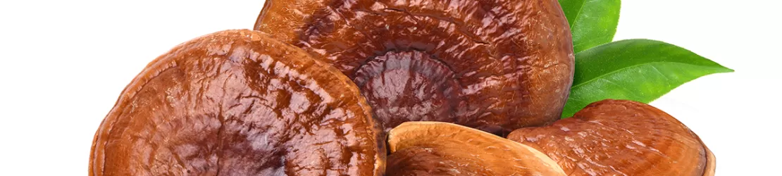 Ganoderma (Reishi): beneficii, recomandari, contraindicatii | MedLife